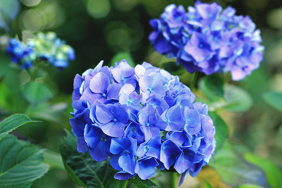 How to Take Beautiful Flower & Garden Photos This Spring