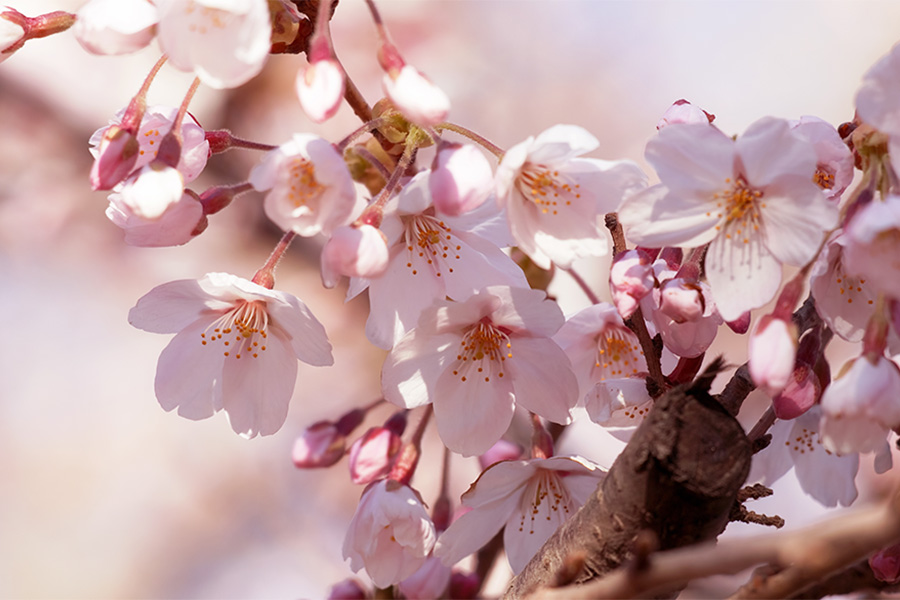 How to Take Beautiful Flower & Garden Photos This Spring