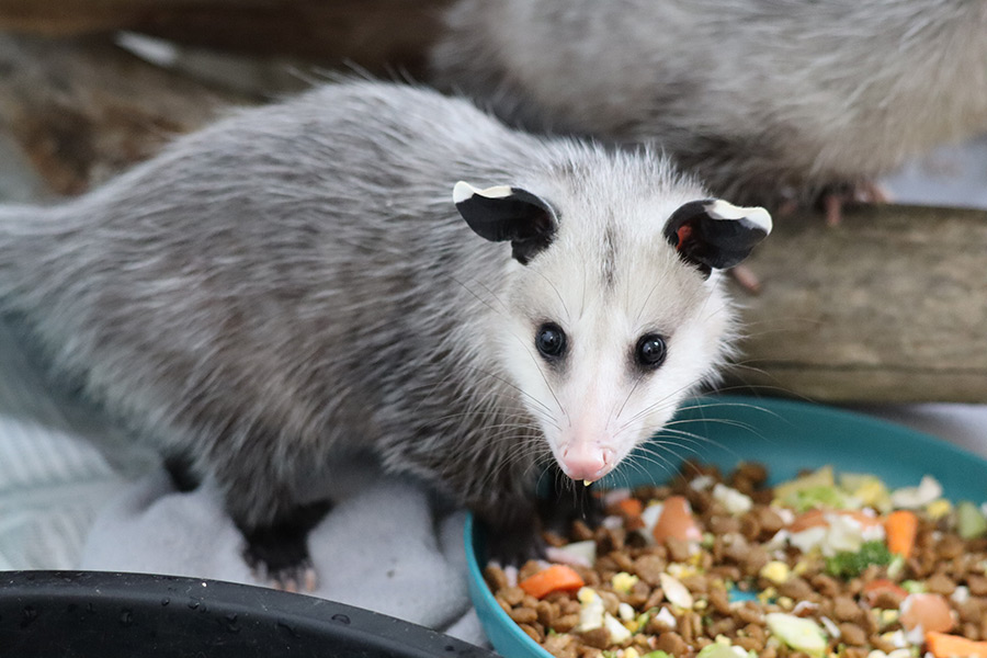 NWC Opens New Wildlife Hospital | Canon Canada